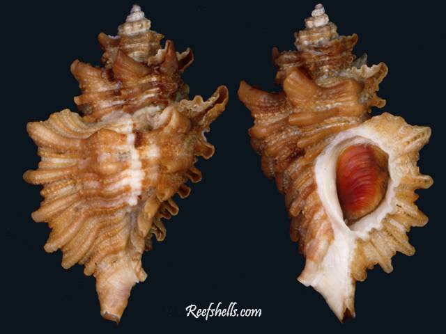 shellauction.net :: Ocenebra erinacea hanley - 3392023