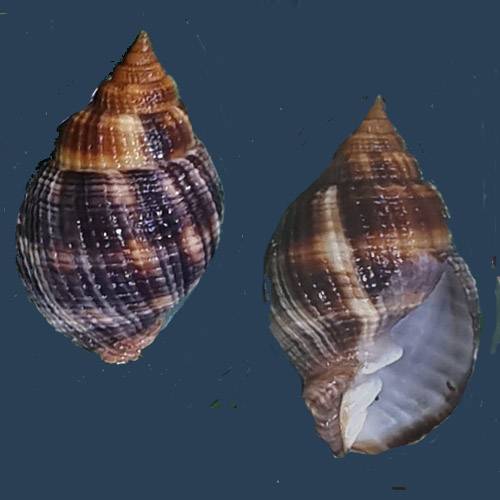 shellauction.net :: Cancellaria petuchi - 3393455