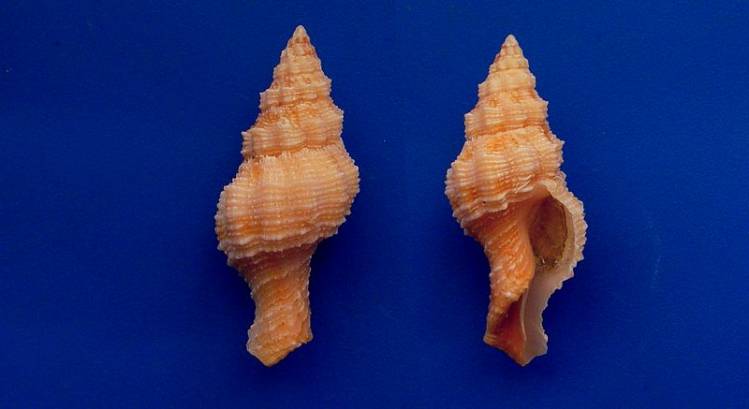 shellauction.net :: Latirus deynzerorum - 3394024