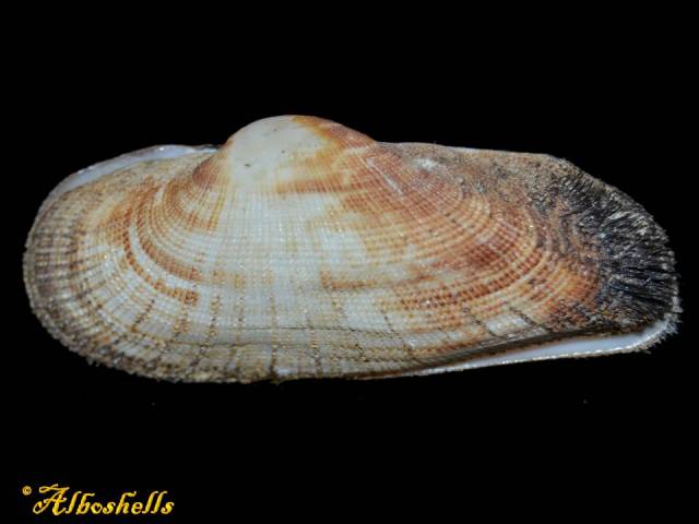 shellauction.net :: Barbatia barbata - 3394188