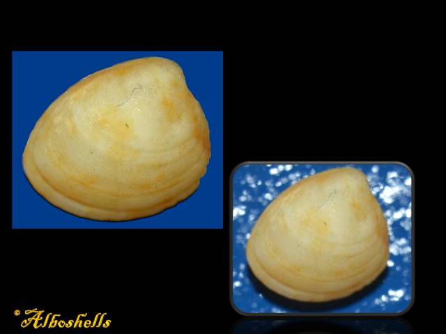 shellauction.net :: Ennucula aegeensis - 3394264