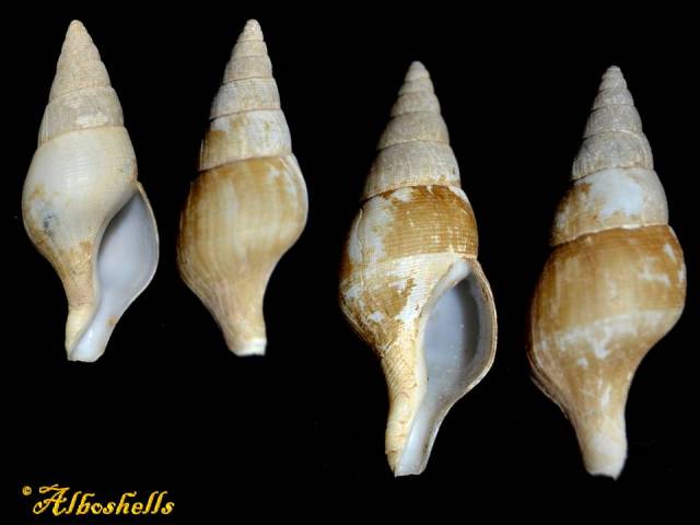 shellauction.net :: Colus jeffreysianus - 3394335