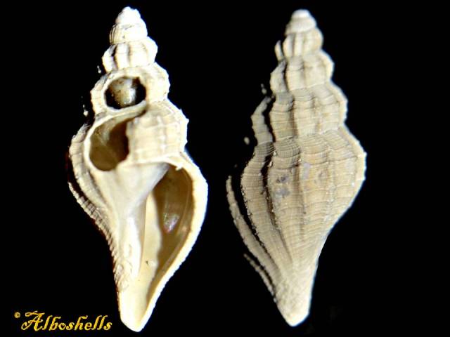 shellauction.net :: Mangelia sp. - 3394519