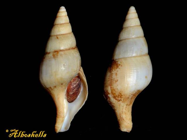 shellauction.net :: Colus jeffreysianus - 3394547