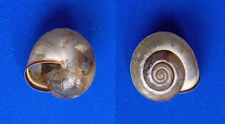 shellauction.net :: Monacha syriaca - 3394620