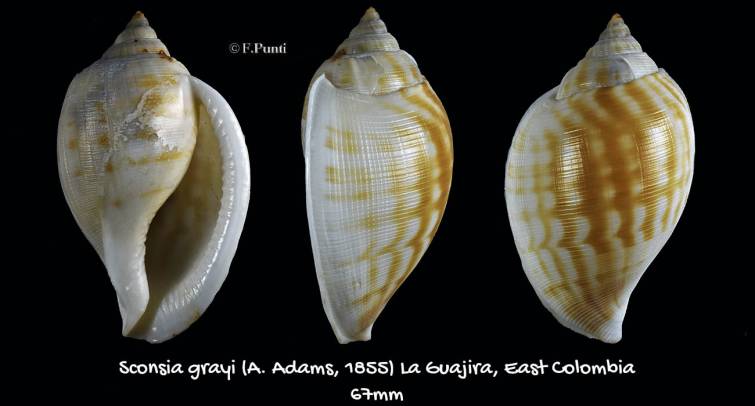 shellauction.net :: Sconsia grayi - 3395515