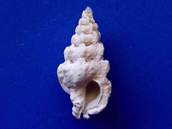 shellauction.net :: Aspella producta - 3395589