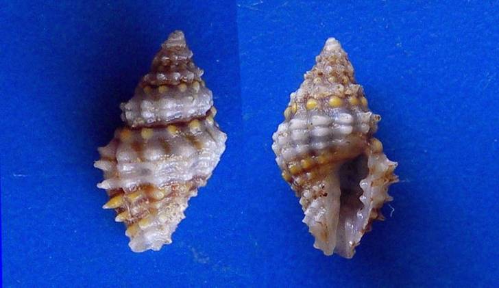 shellauction.net :: Morula echinata - 3395605