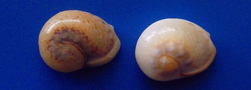 shellauction.net :: Cyclope kamiesch - 3395651