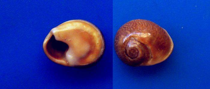 shellauction.net :: Cyclope neritea atra - 3395653