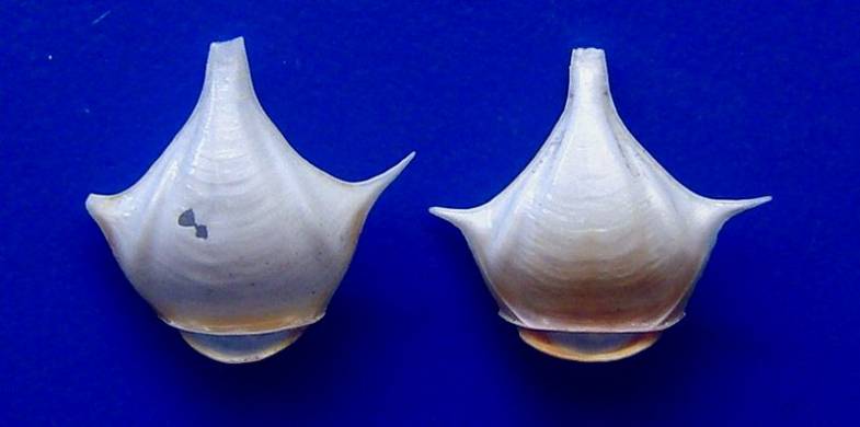 shellauction.net :: Diacria trispinosa - 3395670