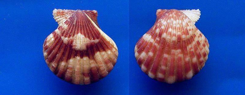 shellauction.net :: Cryptopecten vesiculosus - 3395698