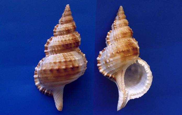 shellauction.net :: Ranella olearium - 3395727