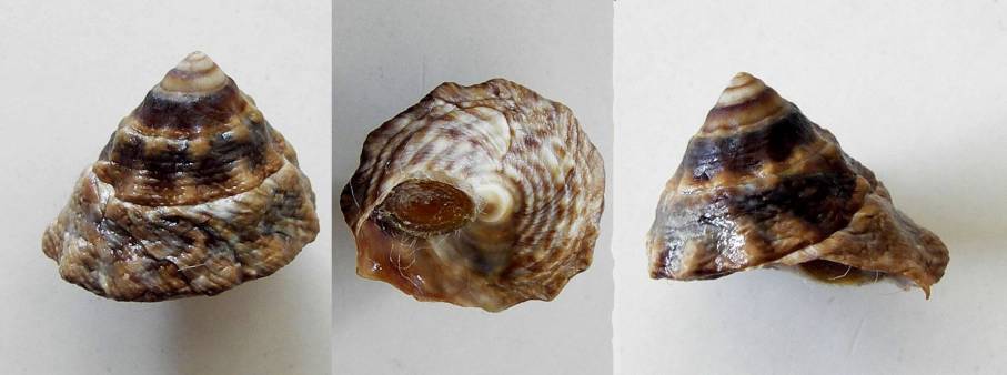 shellauction.net :: Bembicium melanostoma - 3395753