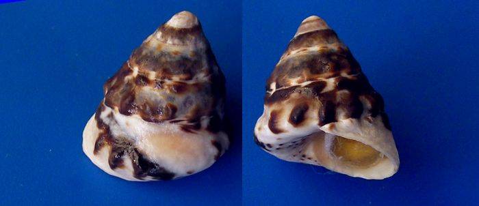 shellauction.net :: Bembicium melanostoma - 3395754