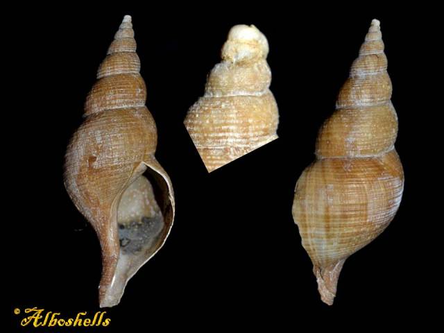 shellauction.net :: Colus islandicus - 3395817