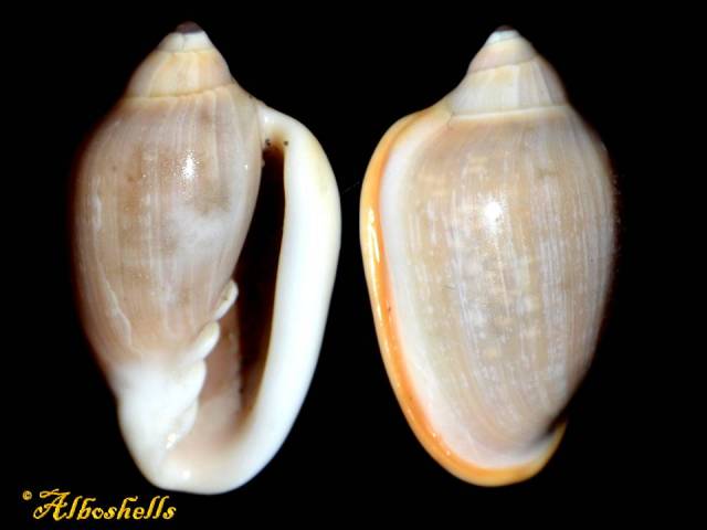 shellauction.net :: Prunum curtum - 3395824