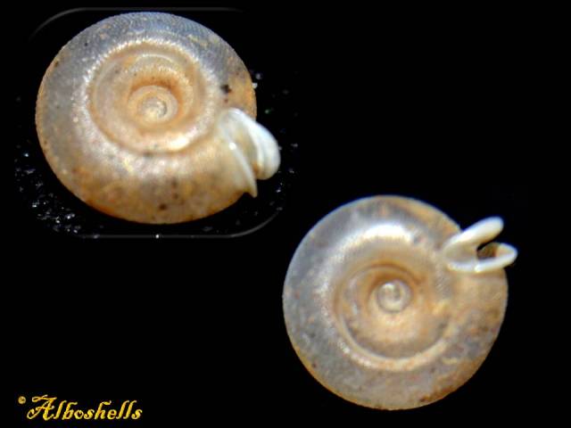 shellauction.net :: Atenia quadrasi - 3395827