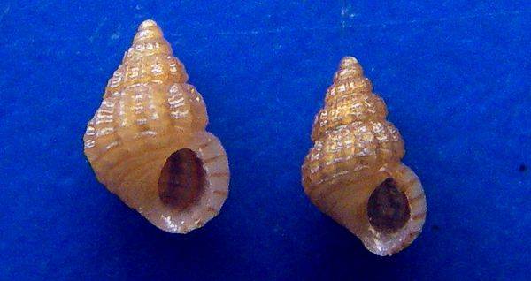 shellauction.net :: Alvania lineata - 3395905