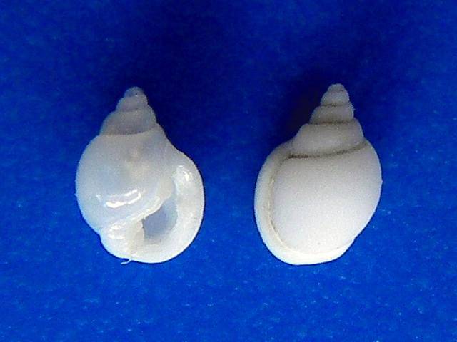 shellauction.net :: Ringicula conformis - 3396382