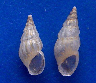 shellauction.net :: Rissoa labiosa - 3396409