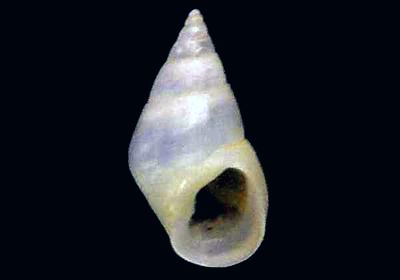 shellauction.net :: Rissoa monodonta - 3396414