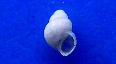 shellauction.net :: Rissoella cf. diaphana - 3396438