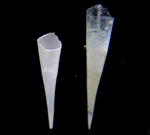 shellauction.net :: Styliola subula - 3396448