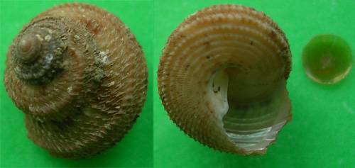 shellauction.net :: Clanculus waltonae - 3397889