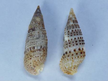 shellauction.net :: Cerithium traillii - 3398113