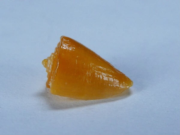 shellauction.net :: Conus rutilus - 3398300