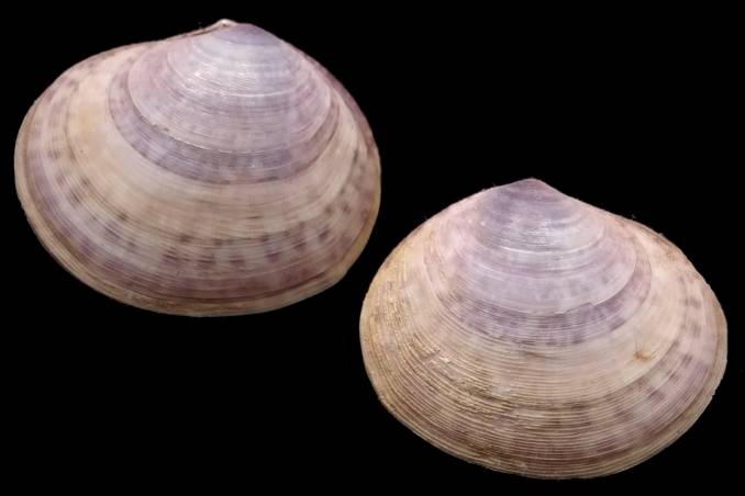 shellauction.net :: Semele purpuracens - 3398903