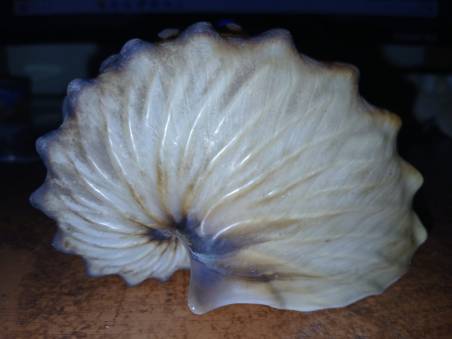 shellauction.net :: Argonauta boettgeri f. armata - 3398911