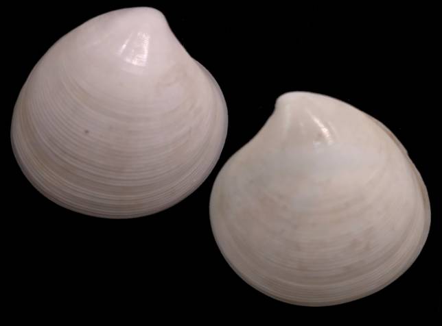 shellauction.net :: Dosinia dunkeri - 3398937