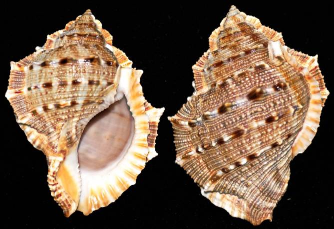 shellauction.net :: Bufonaria crumena - 3399891