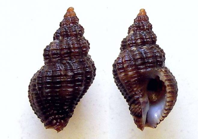 shellauction.net :: Aplus scacchianus obscurra - 3400162