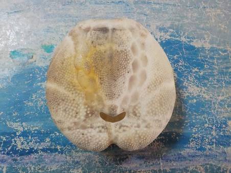 shellauction.net :: Spatangus purpureus - 3400187