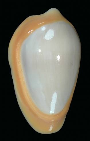 shellauction.net :: Prunum cinctum - 3401147