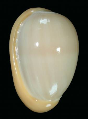 shellauction.net :: Closia sarda - 3401182