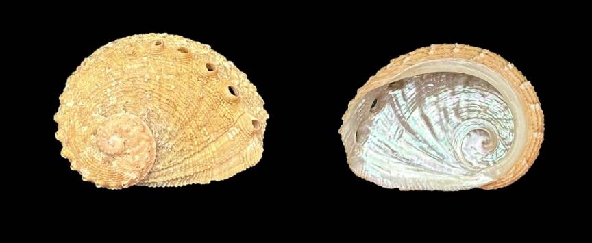 shellauction.net :: Haliotis queketti - 3401589