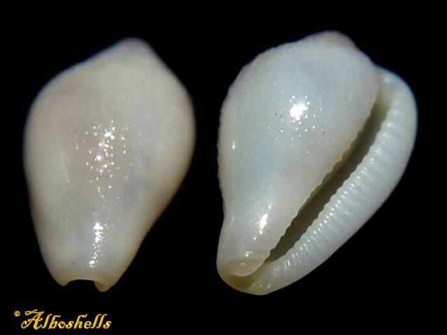 shellauction.net :: Proterato callosa - 3401795