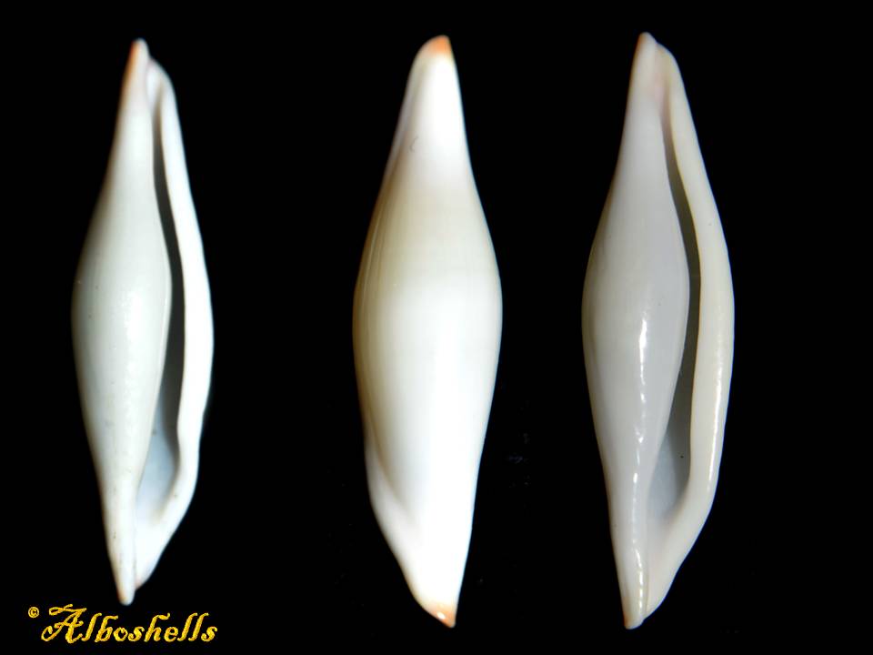 shellauction.net :: Neosimnia subreflexa - 3401930