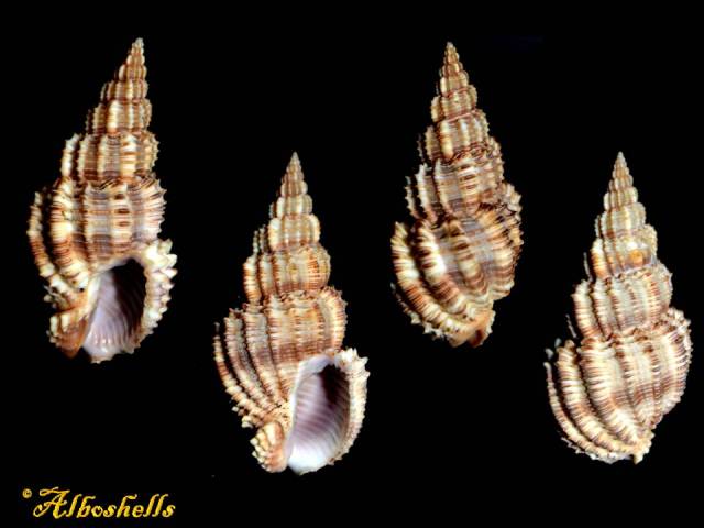 shellauction.net :: Phos senticosus - 3402010