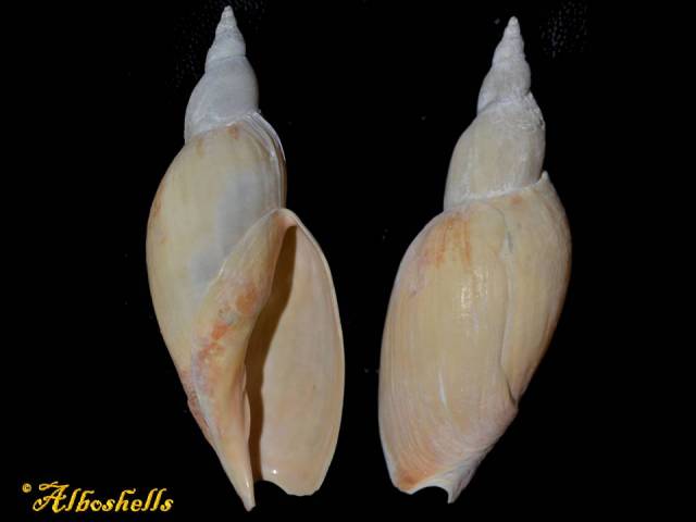 shellauction.net :: Adelomelon ancilla - 3402045