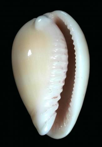 shellauction.net :: Persicula robusta - 3403185