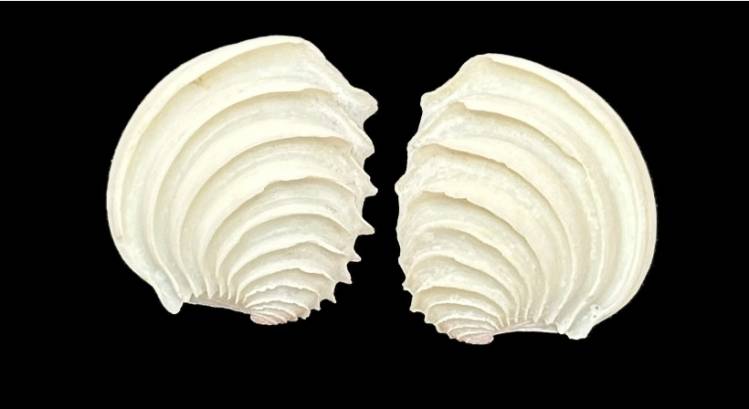 shellauction.net :: Placamen tiara - 3403229