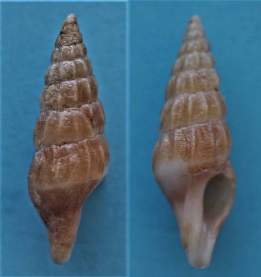 shellauction.net :: Clionella vilma - 3406372