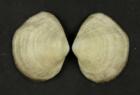 shellauction.net :: Euciroa galatheae - 3407458