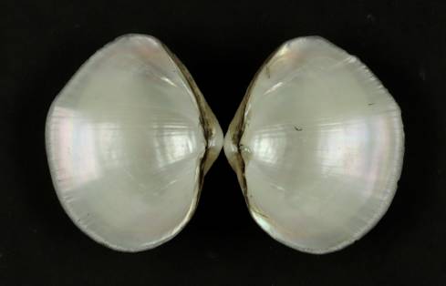 shellauction.net :: Euciroa galatheae - 3407458