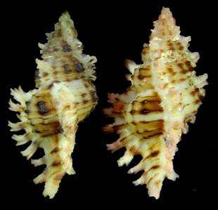 shellauction.net :: Chicoreus dodongi - 3407484